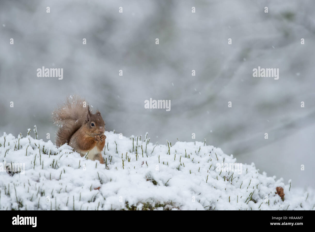 Red Squirrel caingorms national park Stock Photo - Alamy