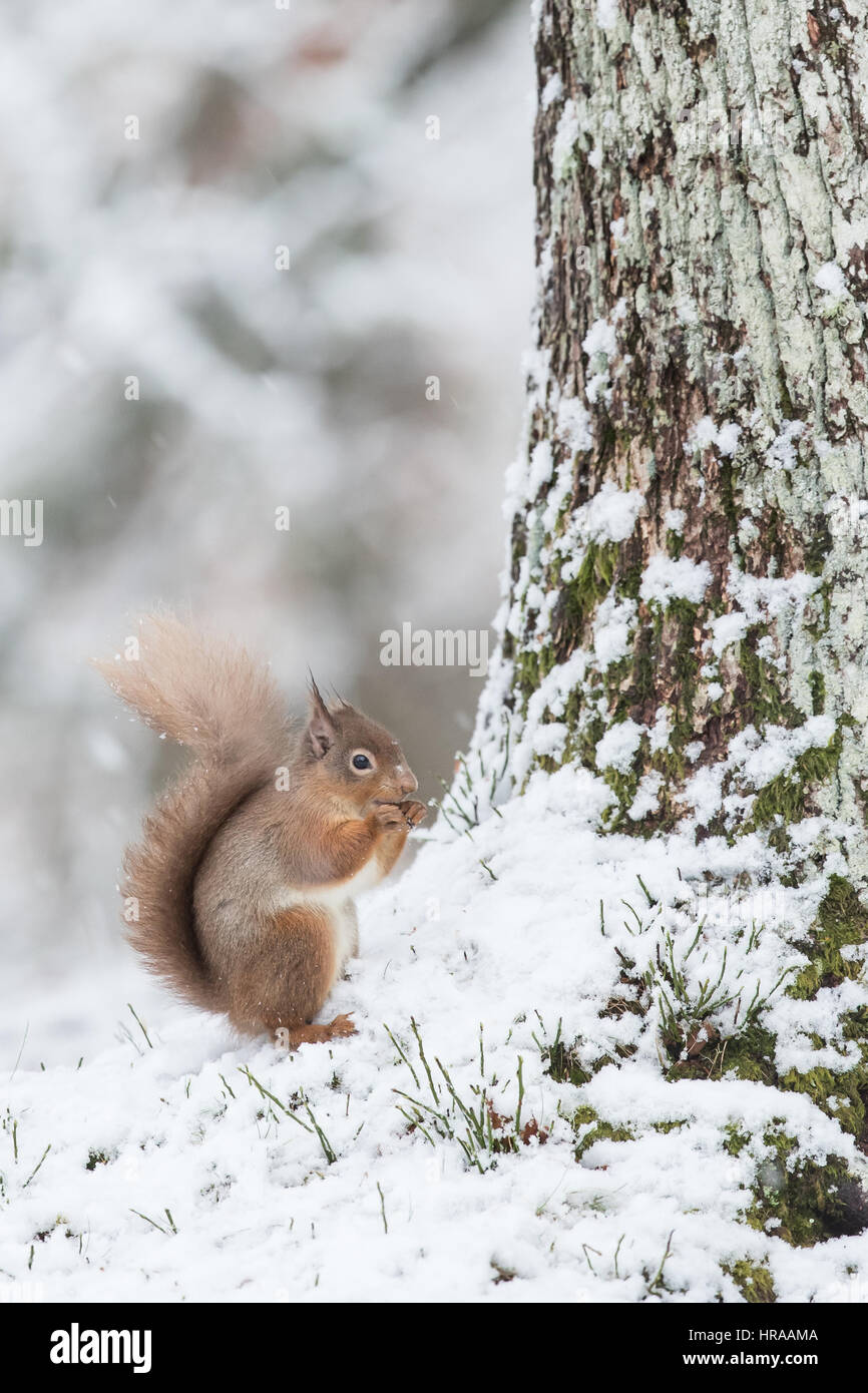 Red Squirrel caingorms national park Stock Photo - Alamy