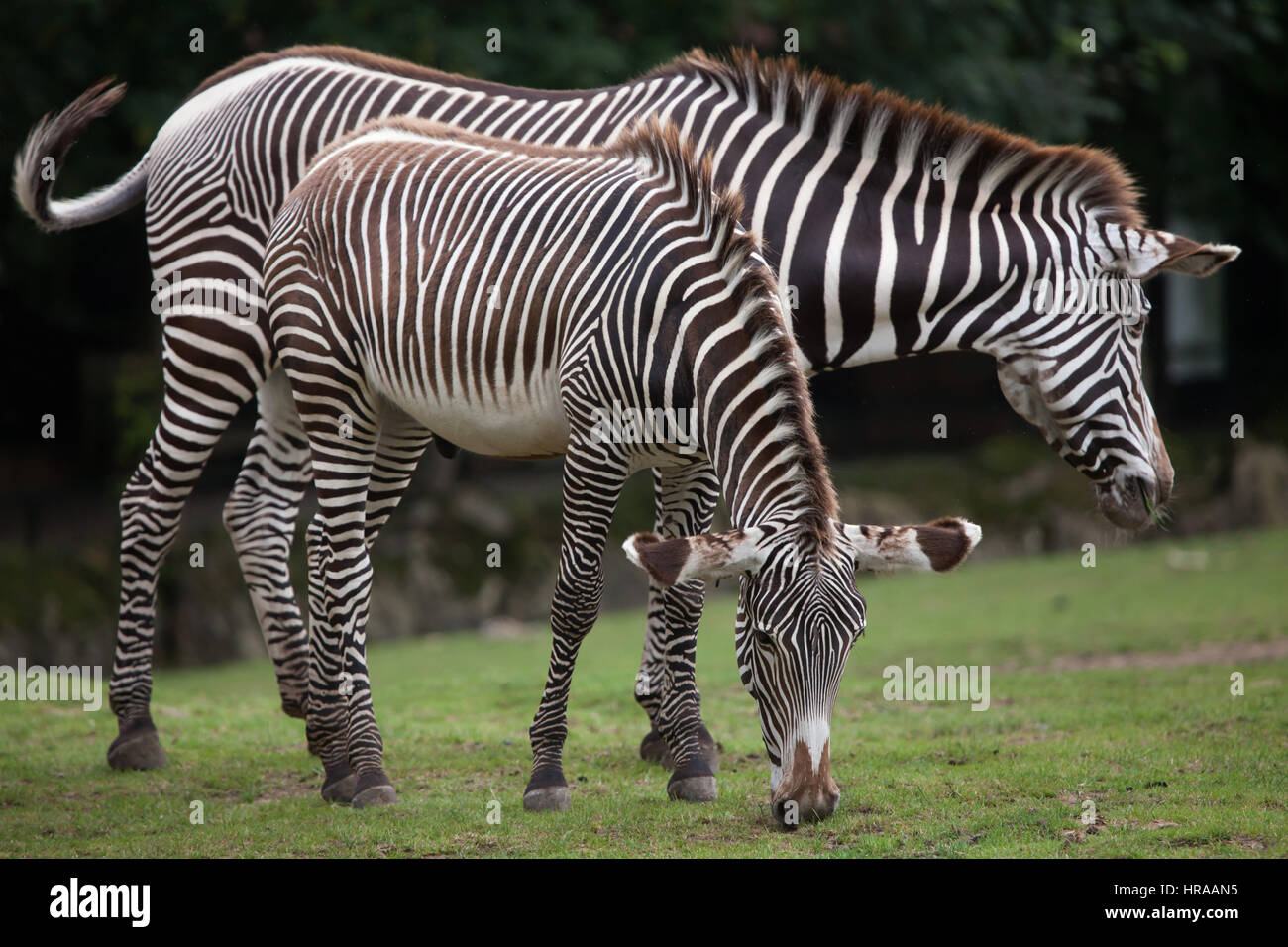Grevy's zebra (Equus grevyi), also known as the imperial zebra Stock ...