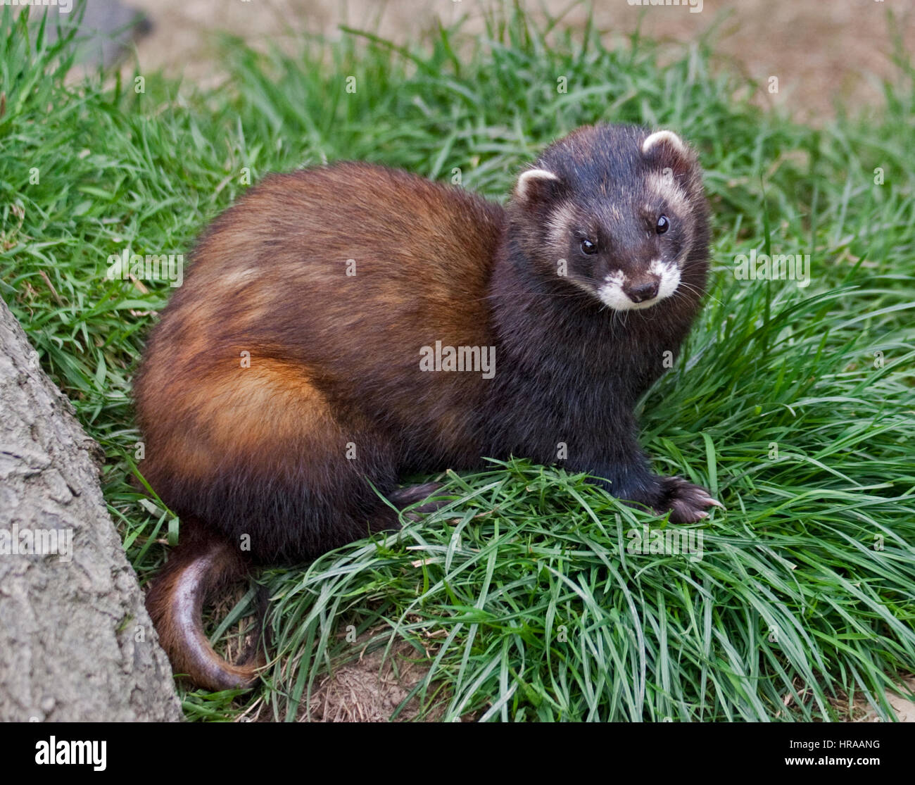 Polecat ferrets hi-res stock photography and images - Alamy