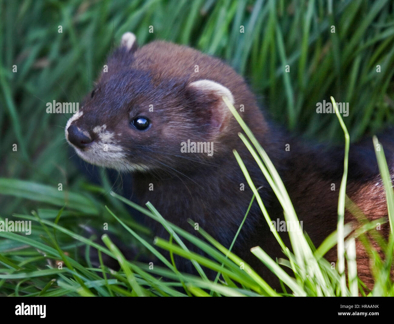 Polecat (mustela putorius Stock Photo - Alamy