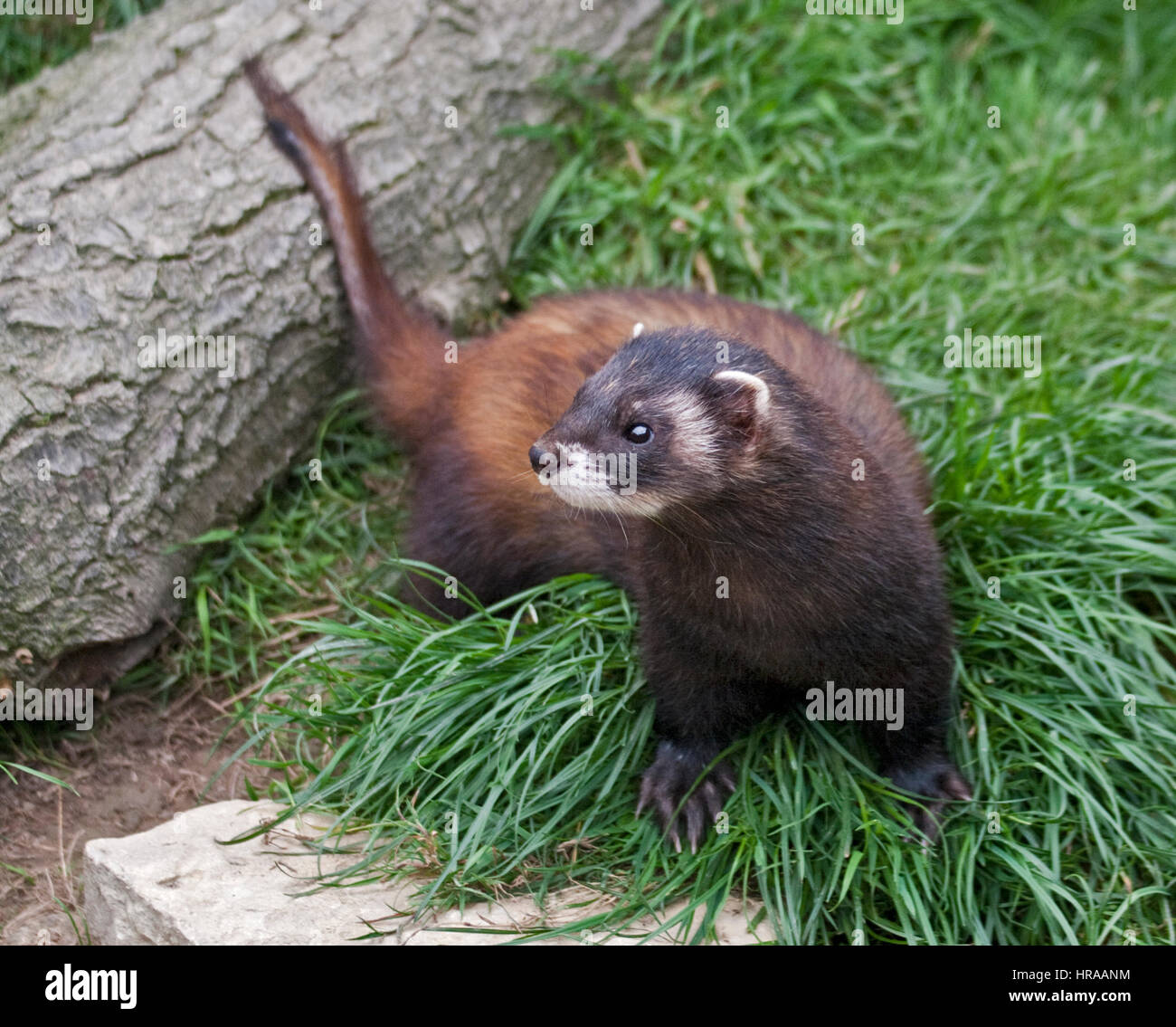 Polecat face hi-res stock photography and images - Alamy