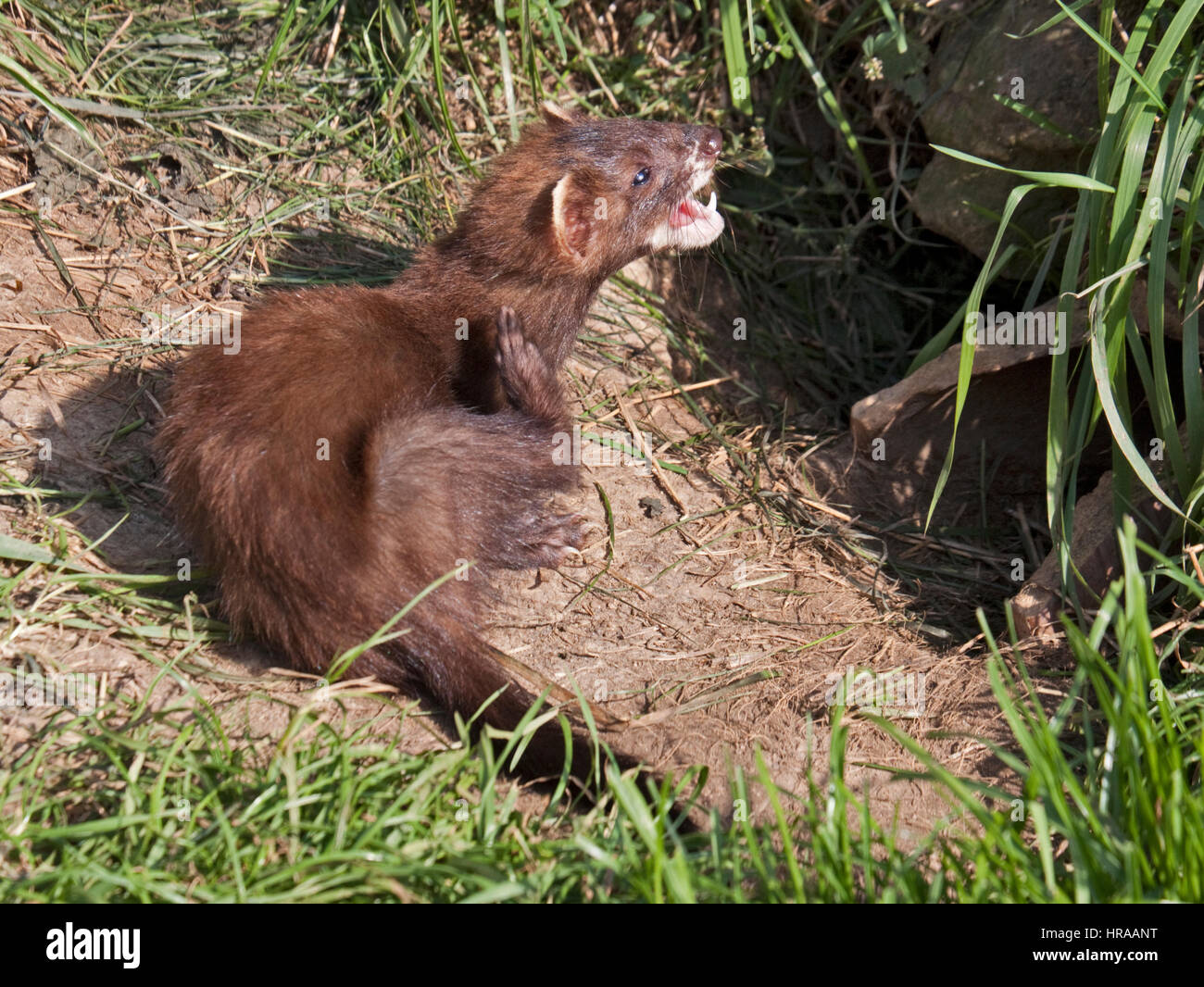 Polecat (mustela putorius Stock Photo - Alamy