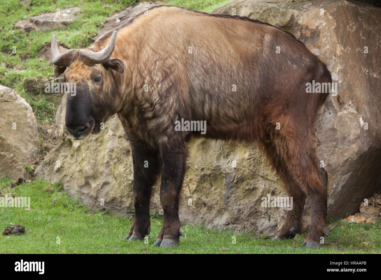Takin hi-res stock photography and images - Alamy