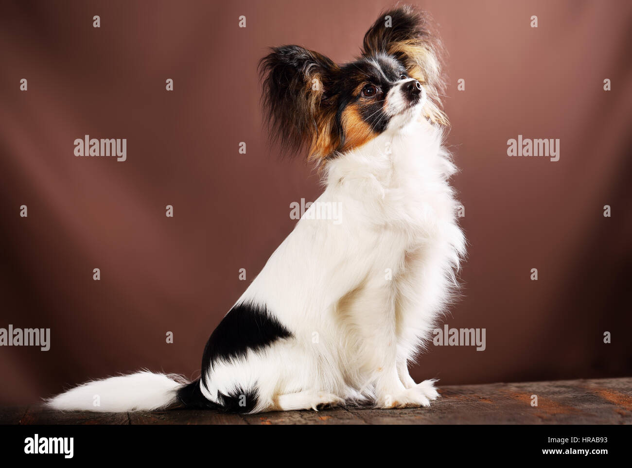 Portrait adorable furry papillon hi-res stock photography and images ...