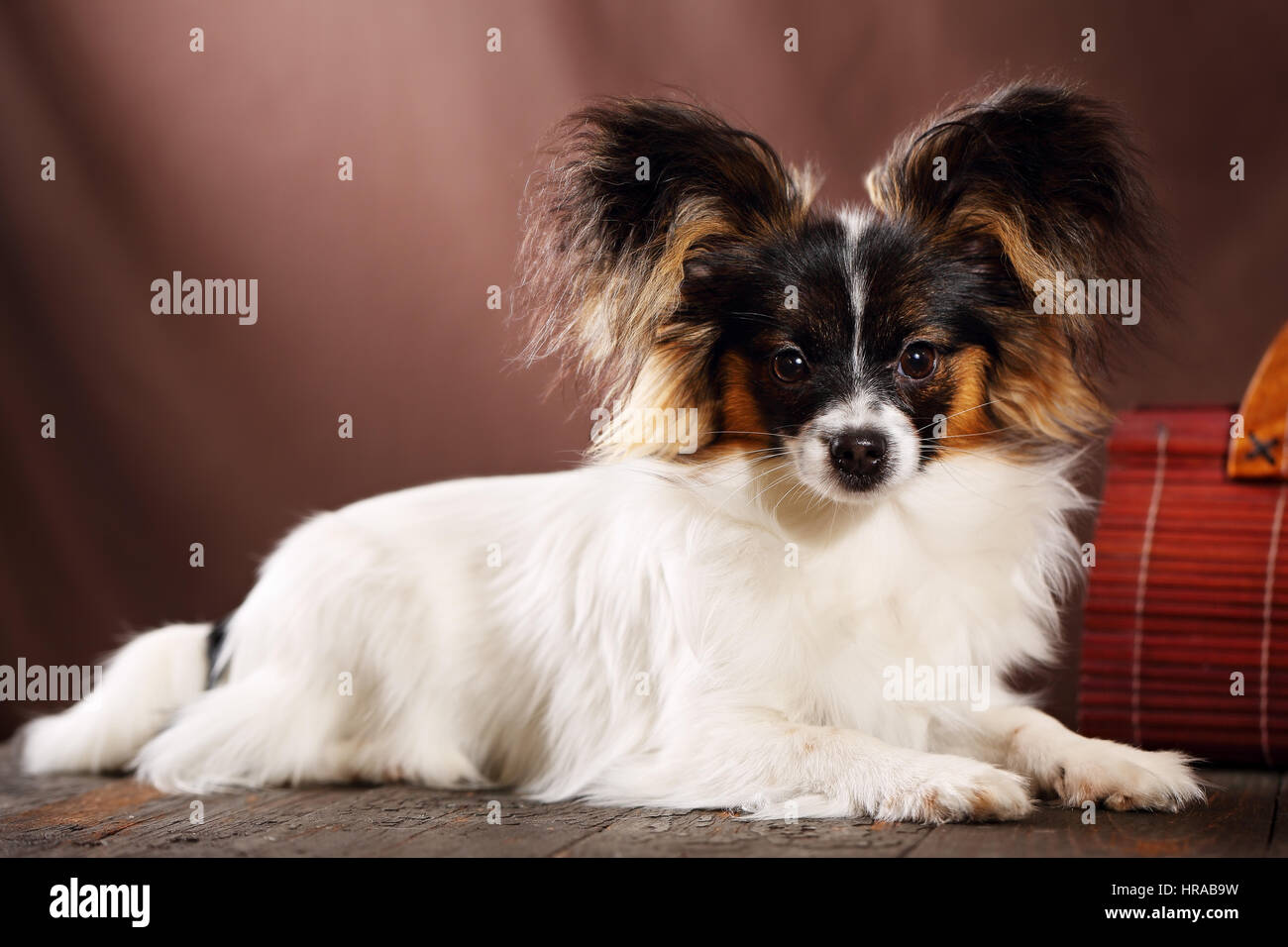 Papillon dog bag hi-res stock photography and images - Alamy