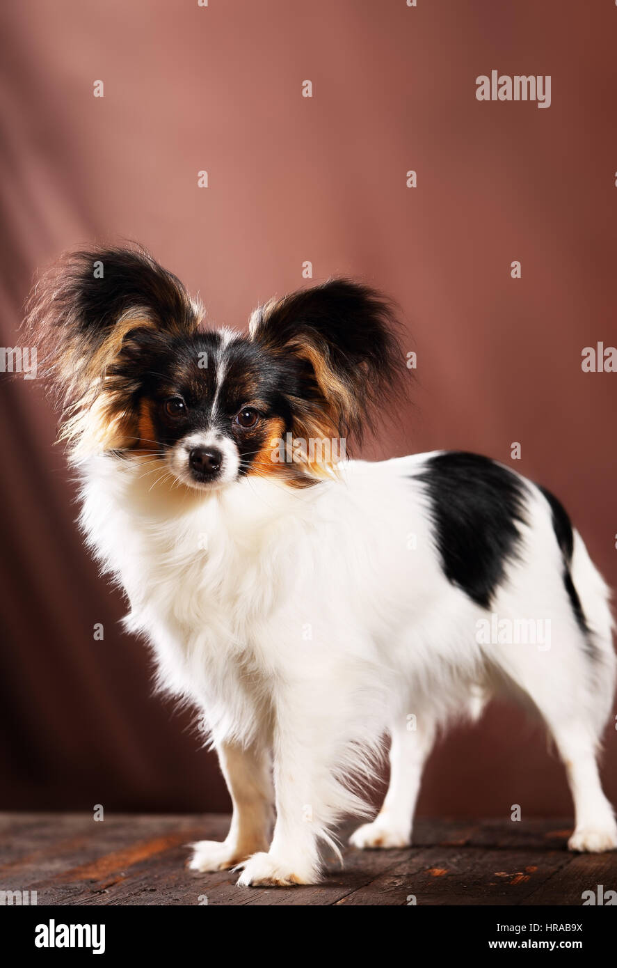 dog breed Papillon Stock Photo - Alamy