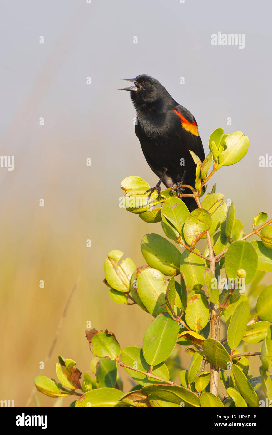 Red-wing Blackbird calling from mangrove tree Stock Photo - Alamy