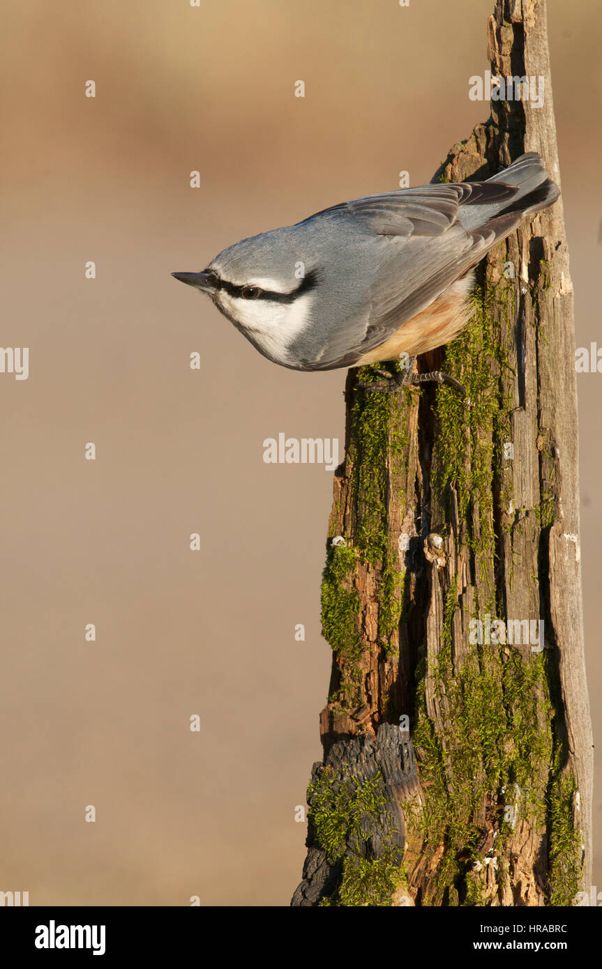 Algae Stump High Resolution Stock Photography and Images - Alamy