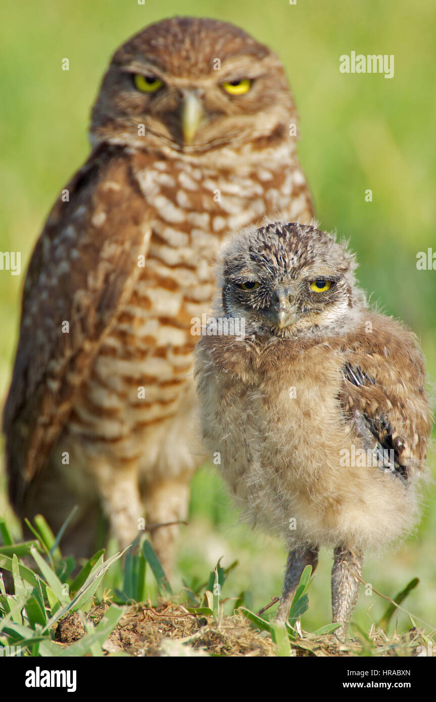 Baby burrowing owls hi-res stock photography and images - Alamy