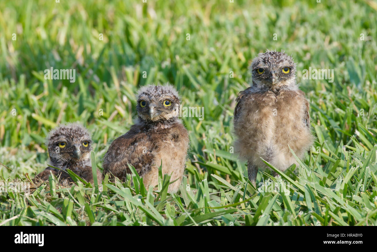 Burrowing Owl, Athene cunicularia, three baby owls in deep green grass ...