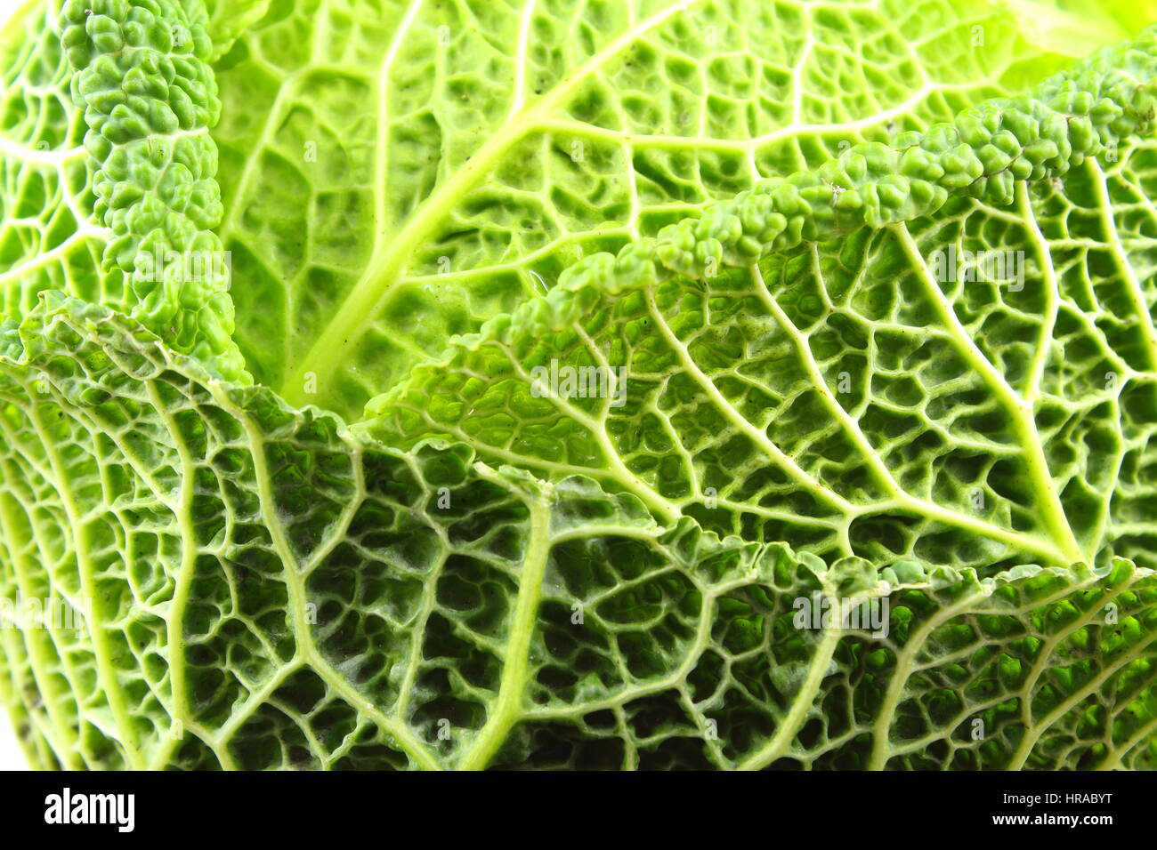 fresh savoy cabbage closeup as a food background texture Stock Photo ...