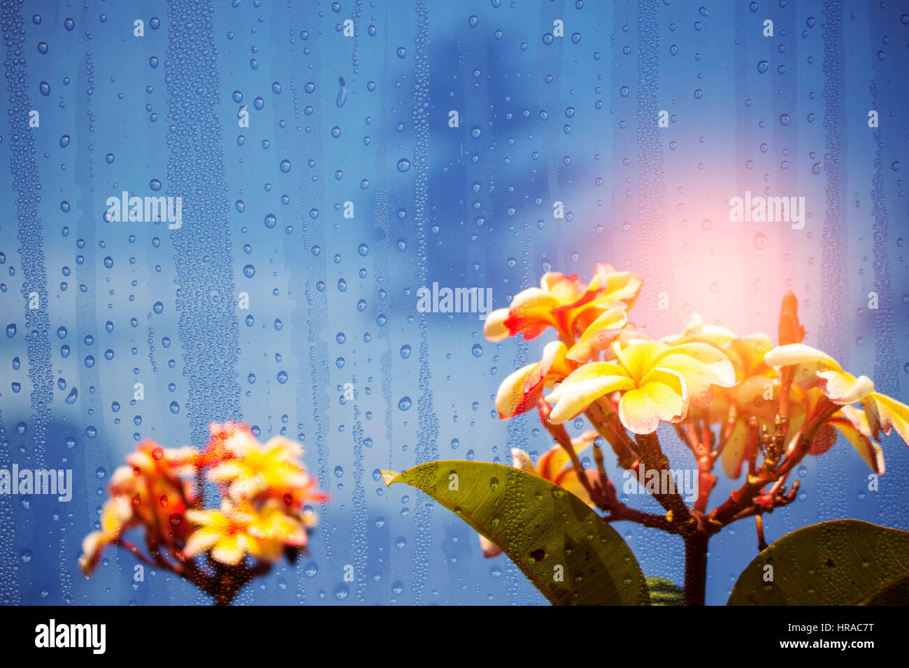 Glass window with flowers in the rainy season Stock Photo - Alamy