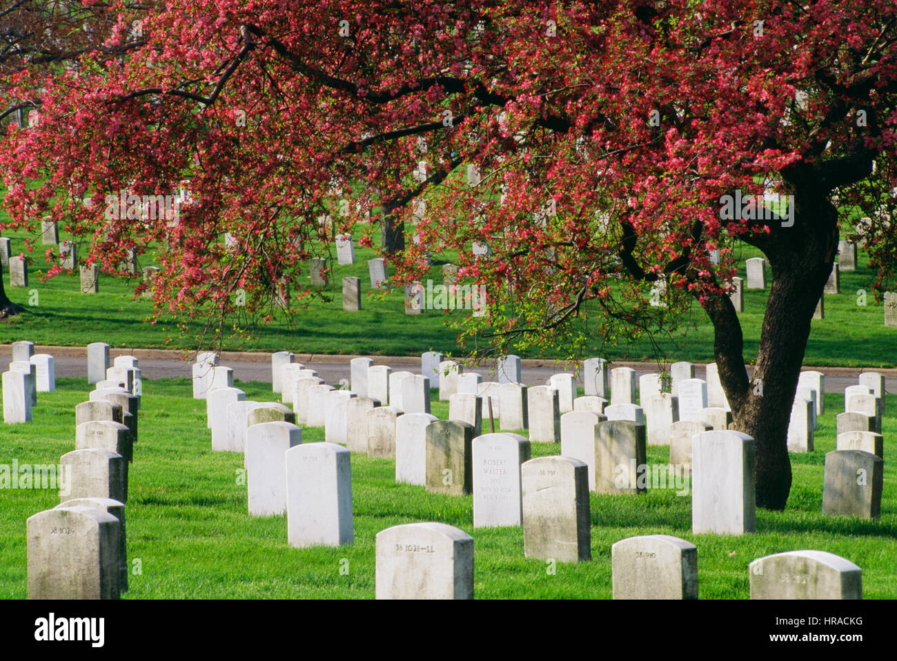 Arlington National Cemetery, Virginia, U.S.A Stock Photo - Alamy