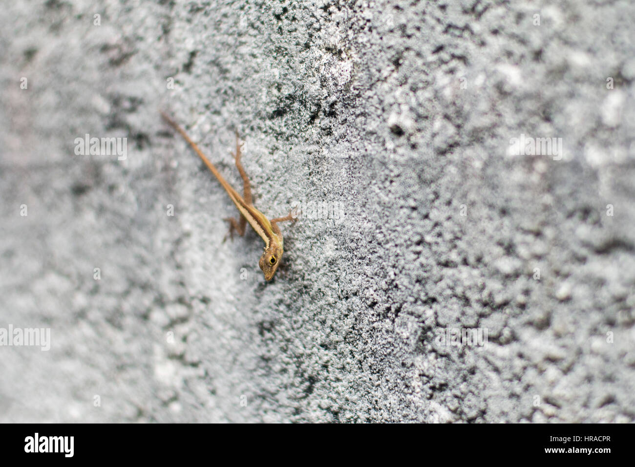 Harmless lizard hi-res stock photography and images - Alamy