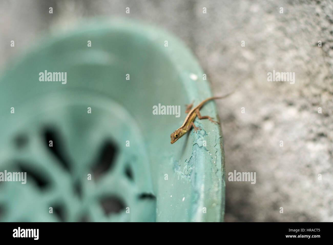 Green lizard texture hi-res stock photography and images - Alamy