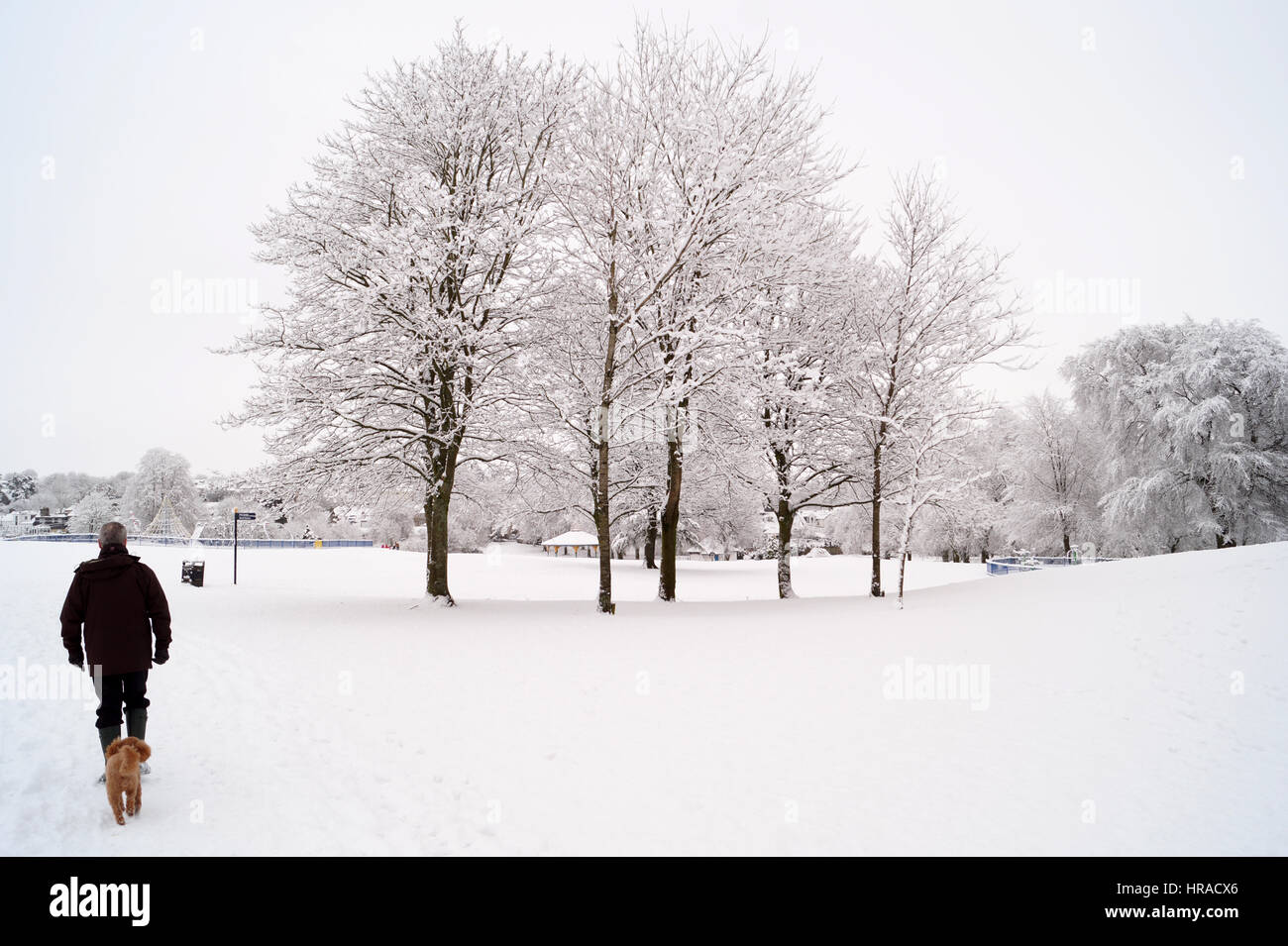 Man walking dog through a park covered in snow with hi-res stock ...
