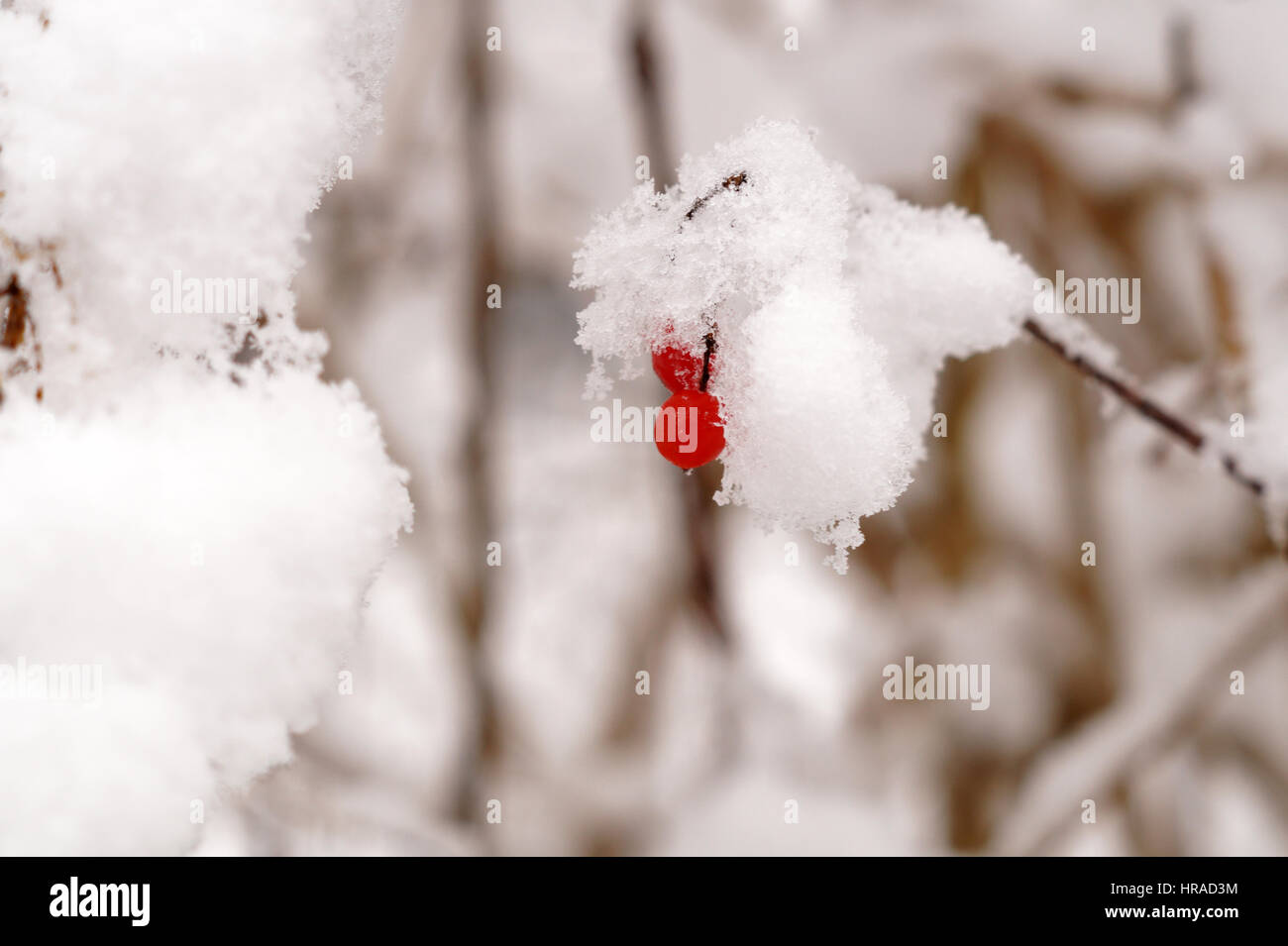 Strathaven in the Snow Stock Photo - Alamy