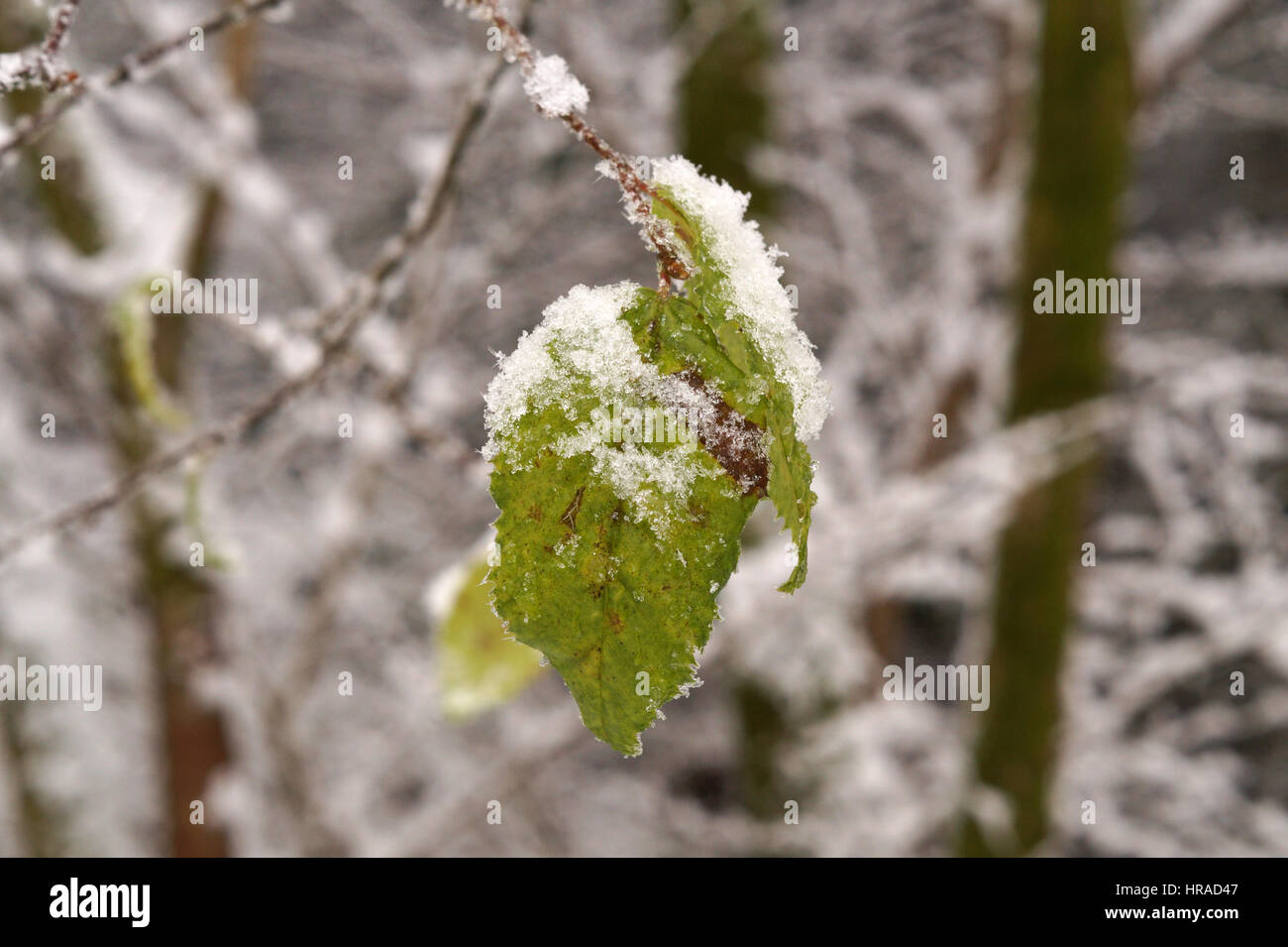 Strathaven in the Snow Stock Photo - Alamy