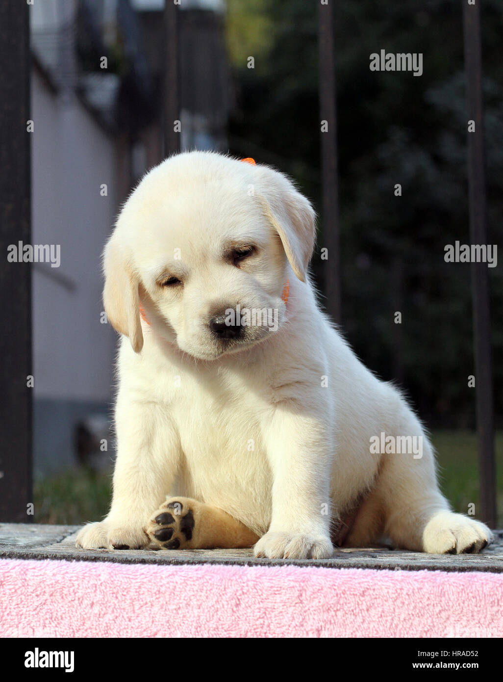 the little cute yellow labrador puppy sitting on pink background Stock ...