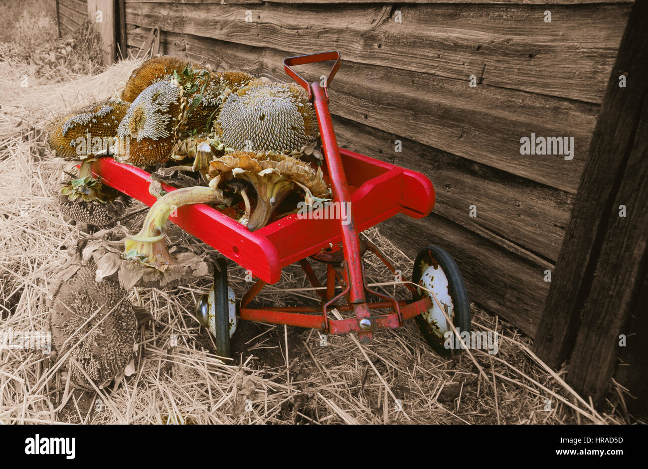 Discarded toy hi-res stock photography and images - Alamy