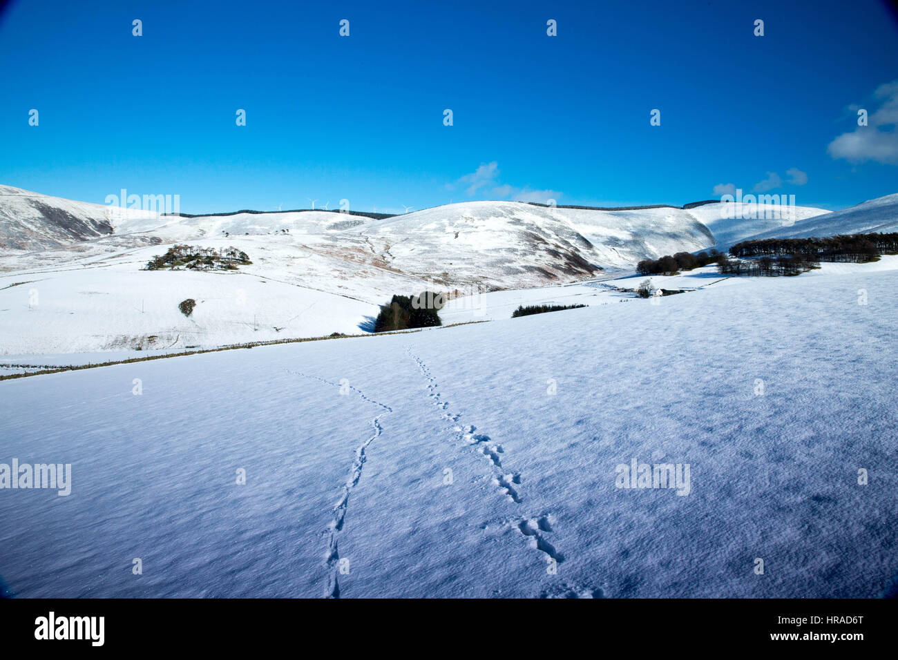 Hare tracks hi-res stock photography and images - Alamy