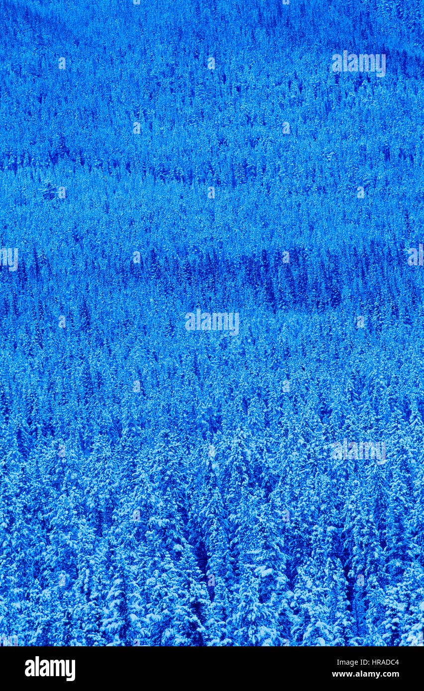 Overview of Snow-Covered Forest, Banff National Park, Alberta, Canada ...