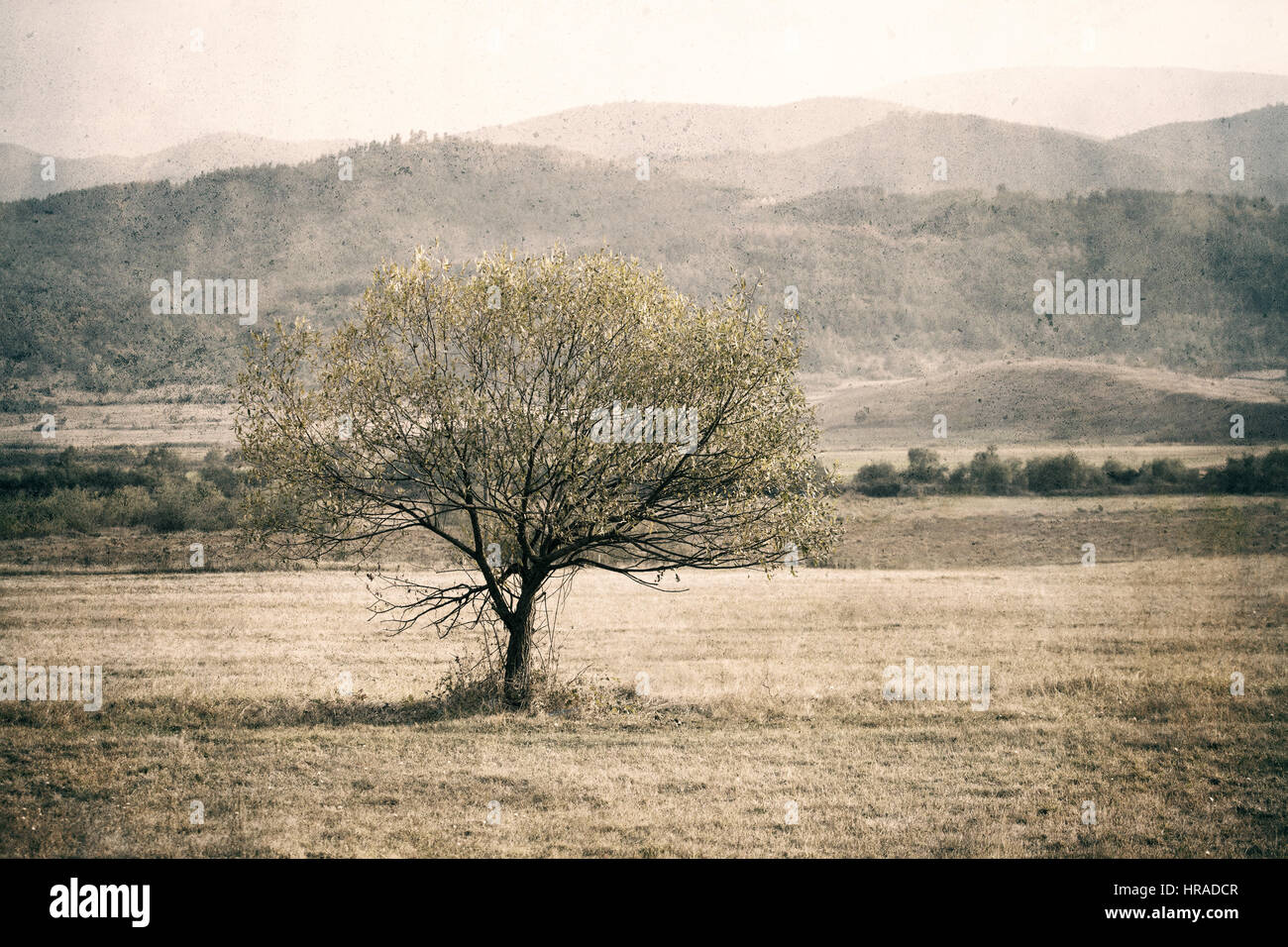 vintage old picture with alone tree Stock Photo - Alamy