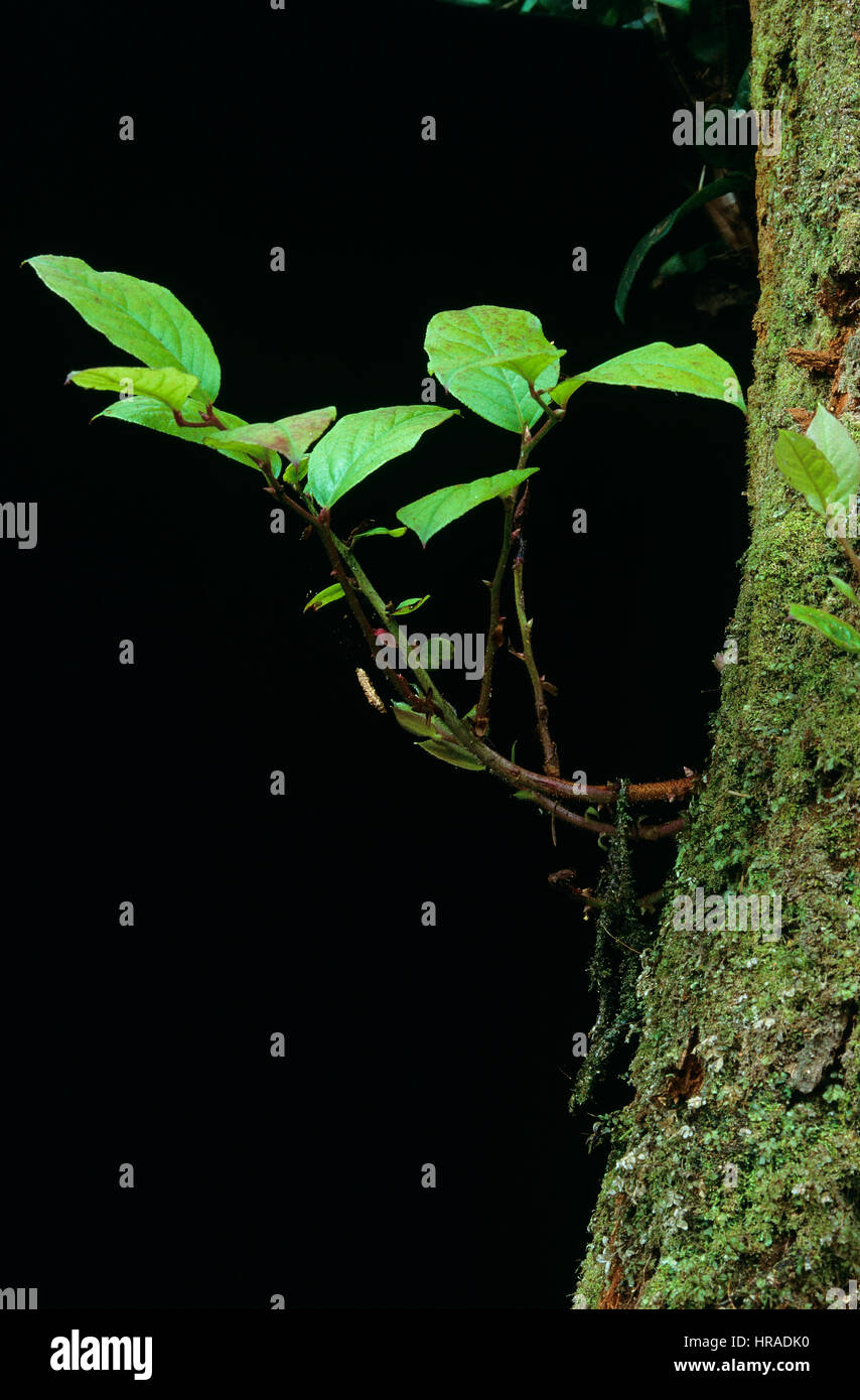 Small branch on tree Stock Photo - Alamy
