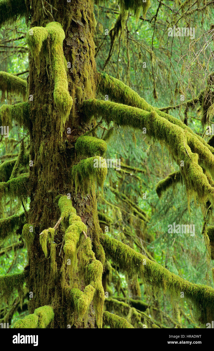 Moss-Covered Tree in a temperate rainforest, olympic national park ...
