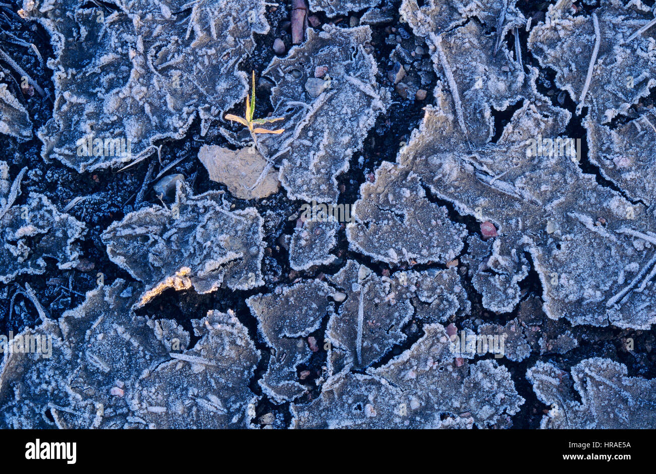 Mud cracks covered in Frost Stock Photo - Alamy