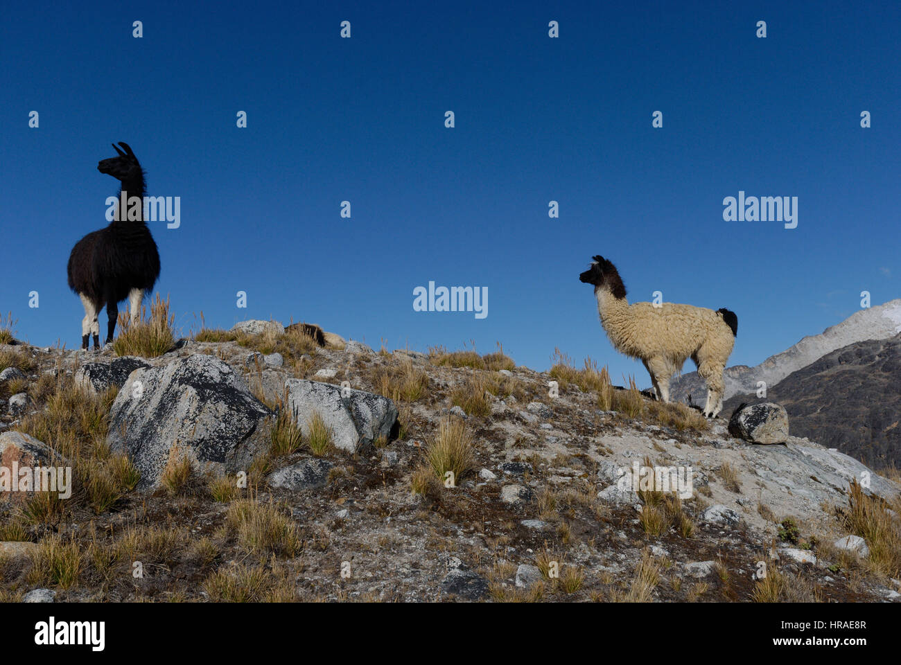 Llama lama glama pair hi-res stock photography and images - Alamy