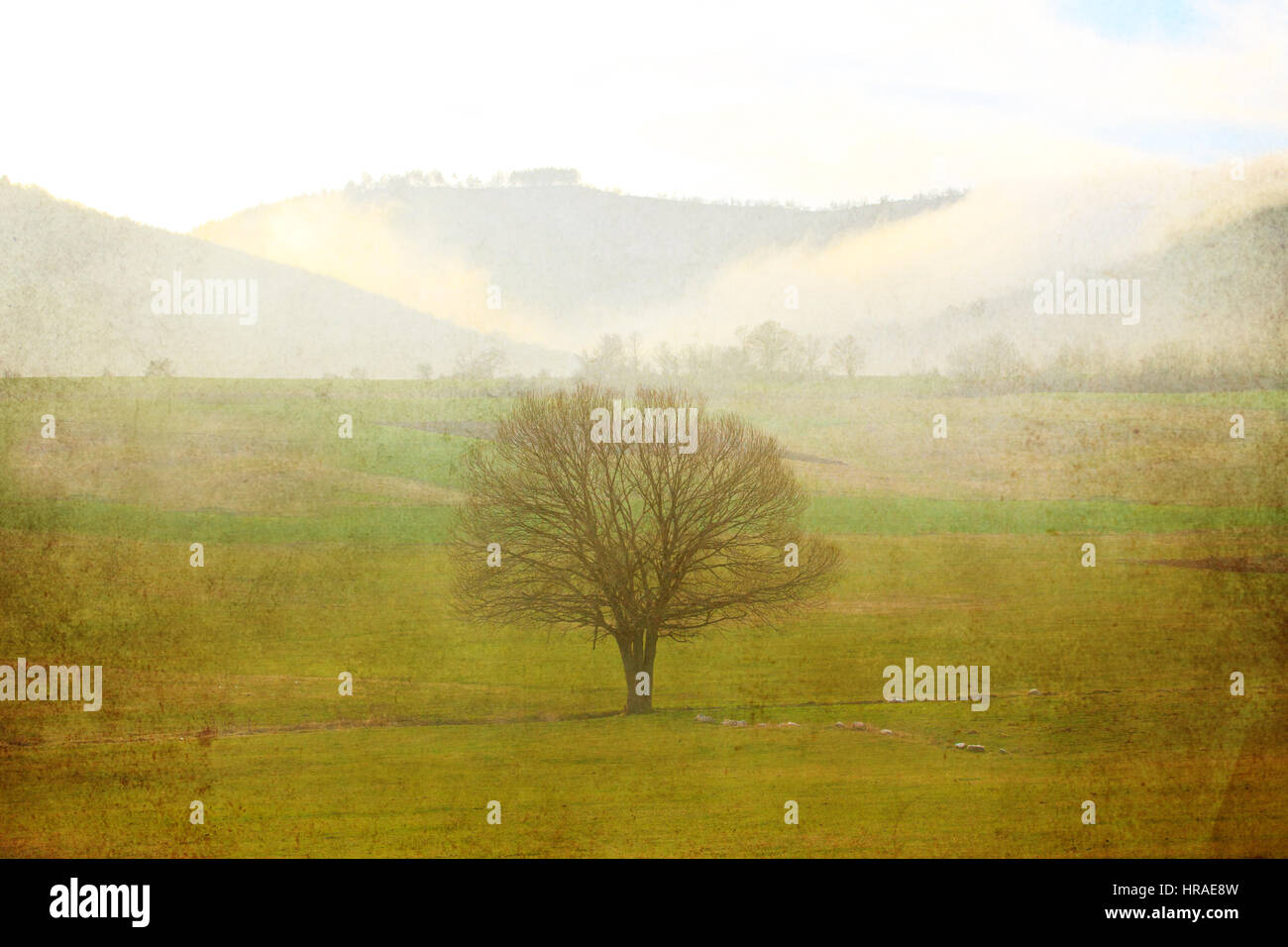 vintage old picture with alone tree Stock Photo - Alamy