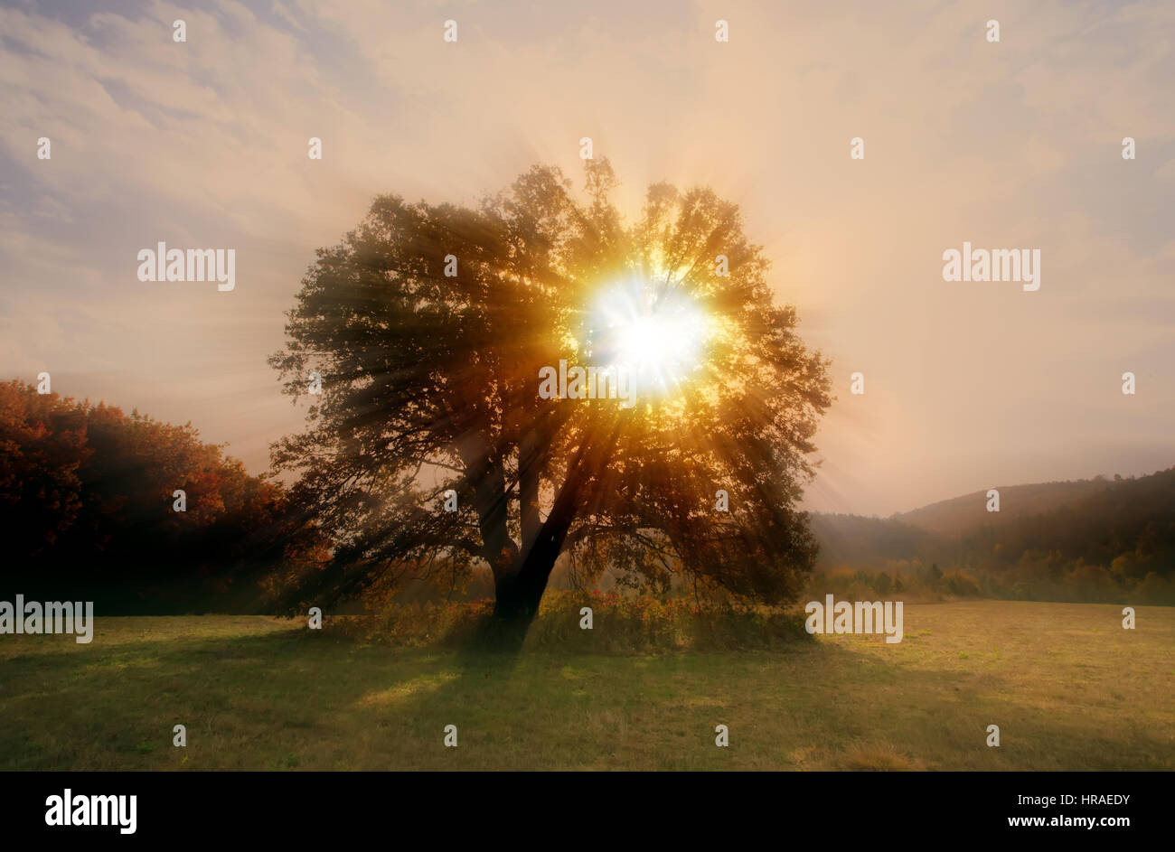 Highlights of the autumn morning, big oak tree in foreground, mood ...