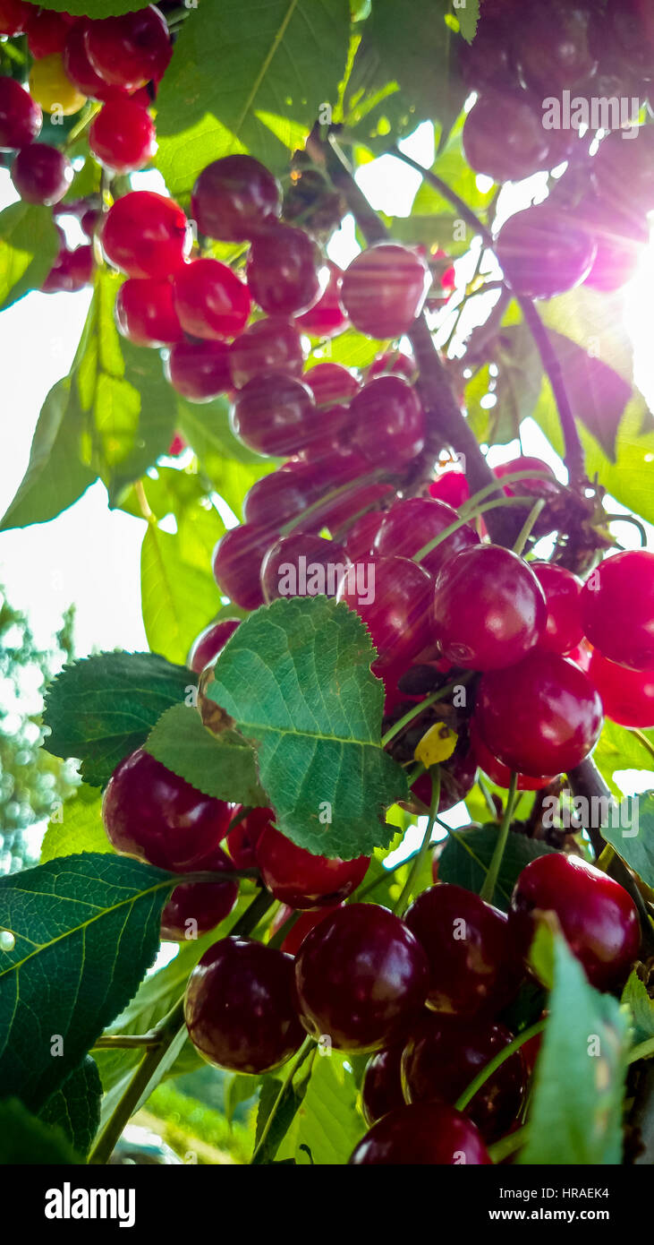 Bunches of ripe cherries filled with sun light, close up Stock Photo ...