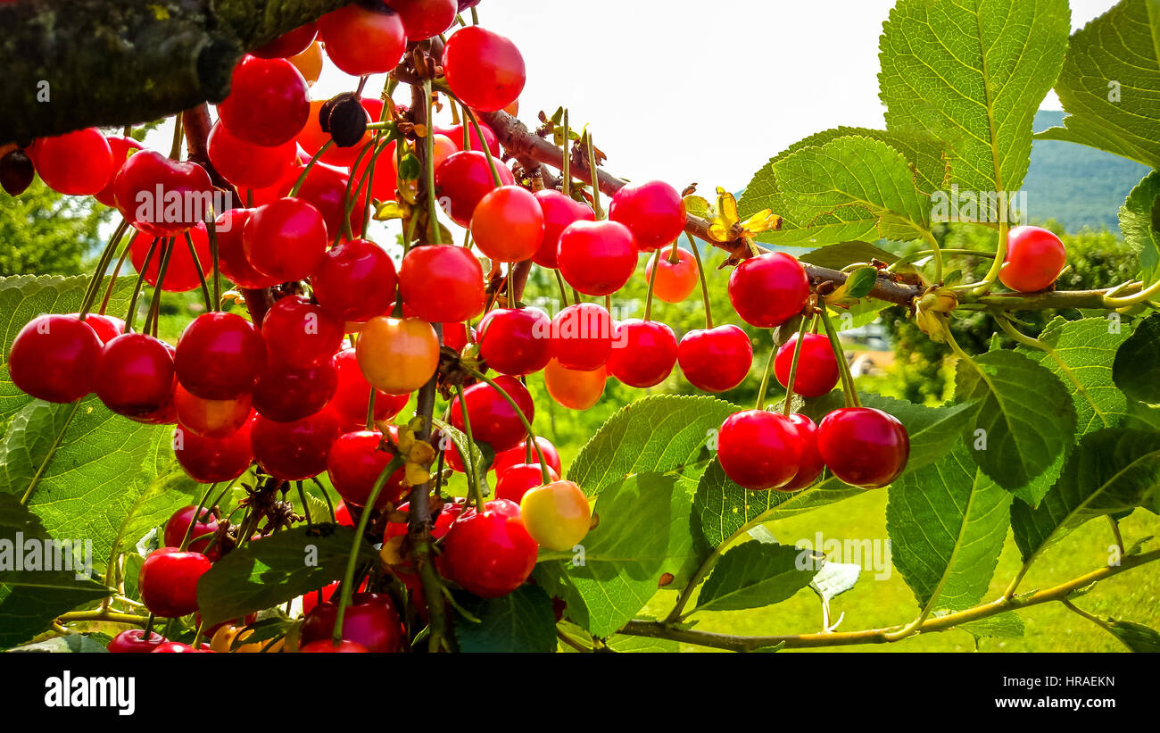 Vitamin filled hi-res stock photography and images - Alamy