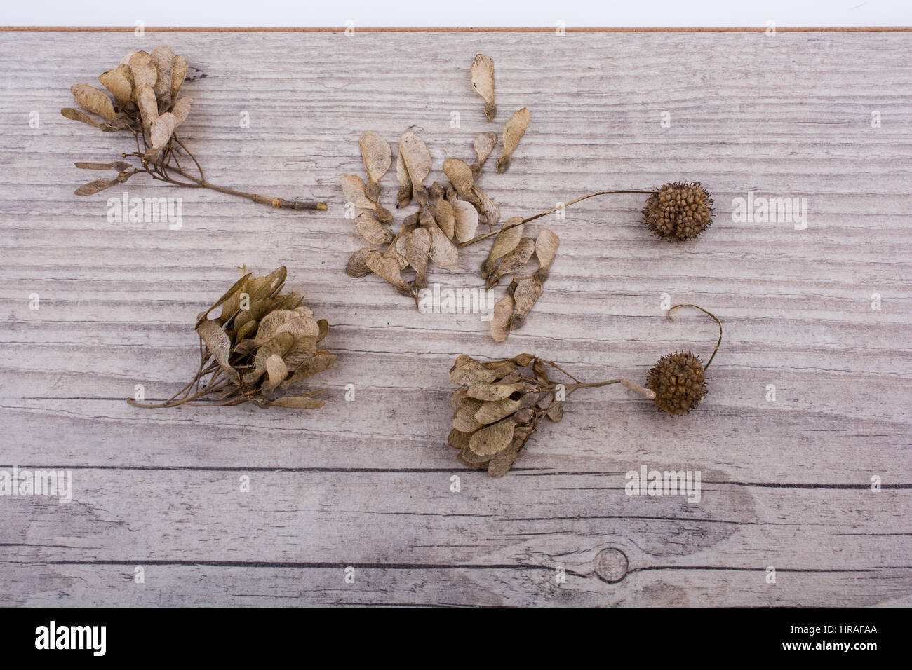 Brown pod or capsule on a gray background Stock Photo - Alamy