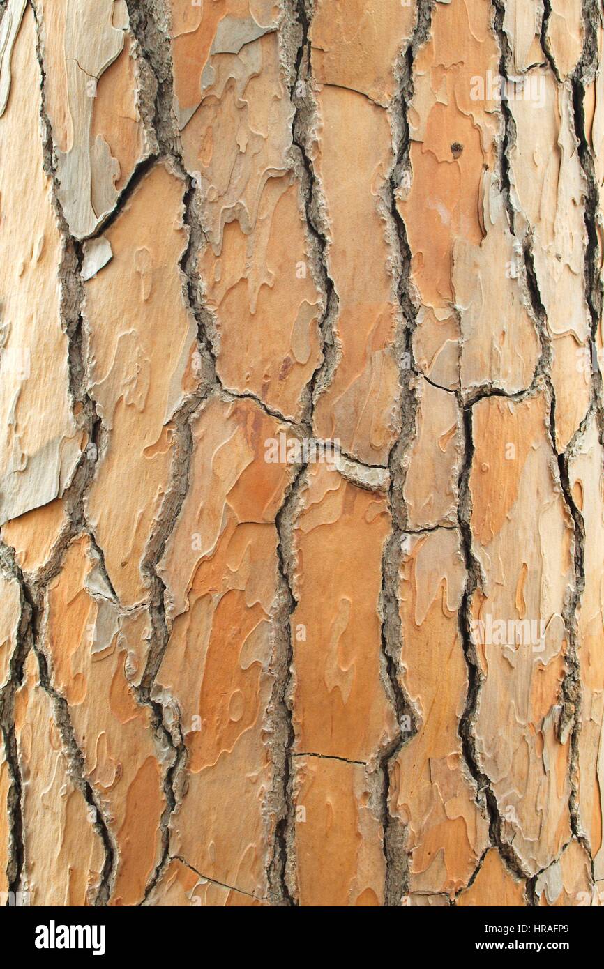 Texture of pine bark Stock Photo - Alamy