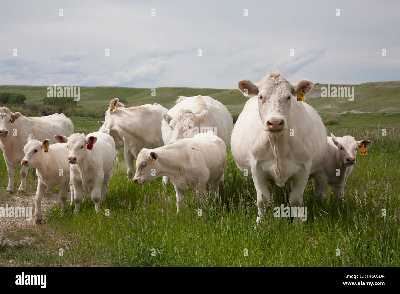 White Charolais cattle in a green pasture. Charolais are popular for ...