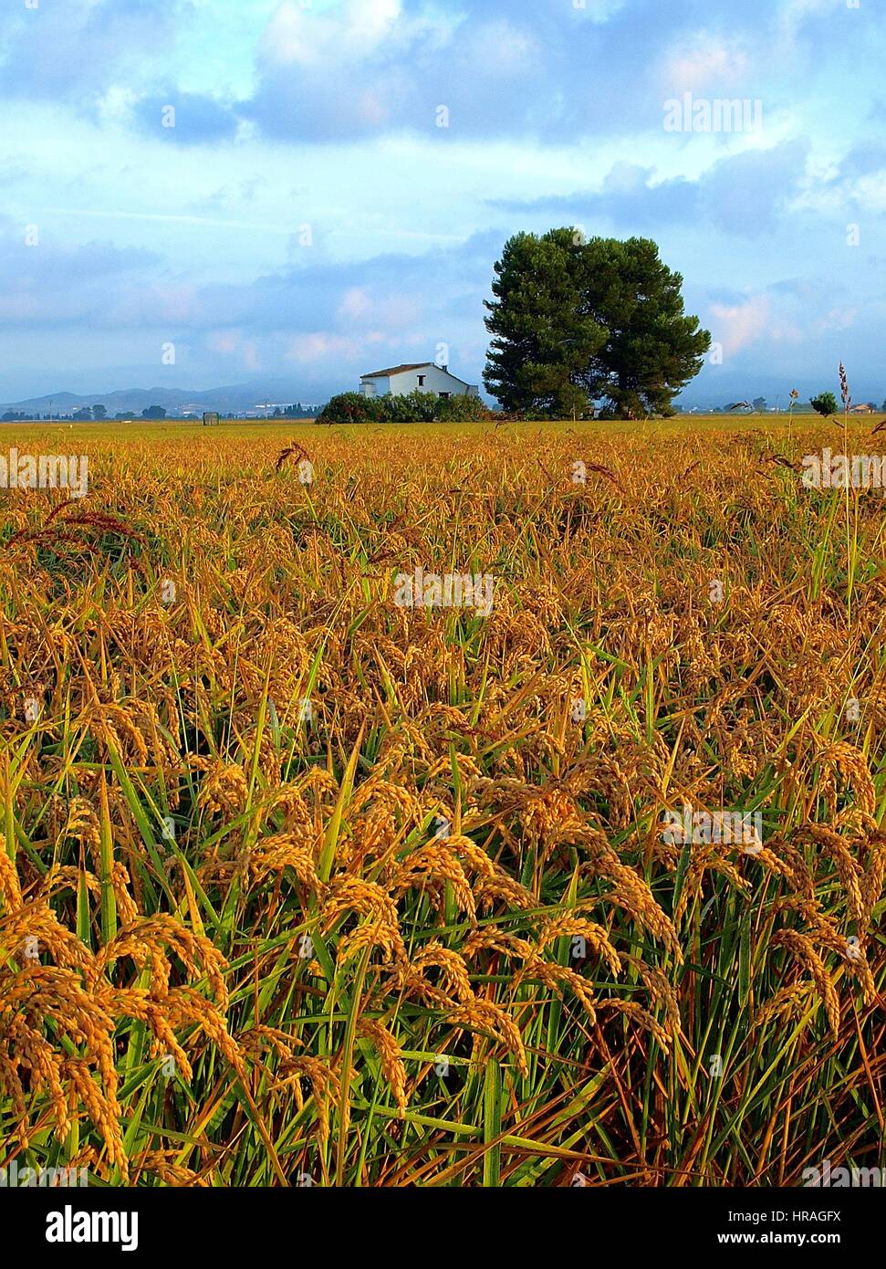 Rice field house hi-res stock photography and images - Alamy