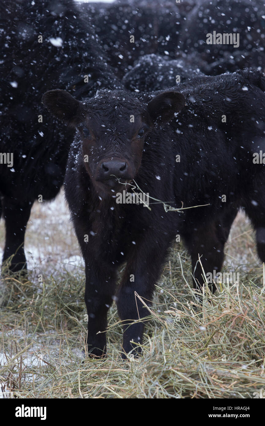 Black angus calf hi-res stock photography and images - Alamy