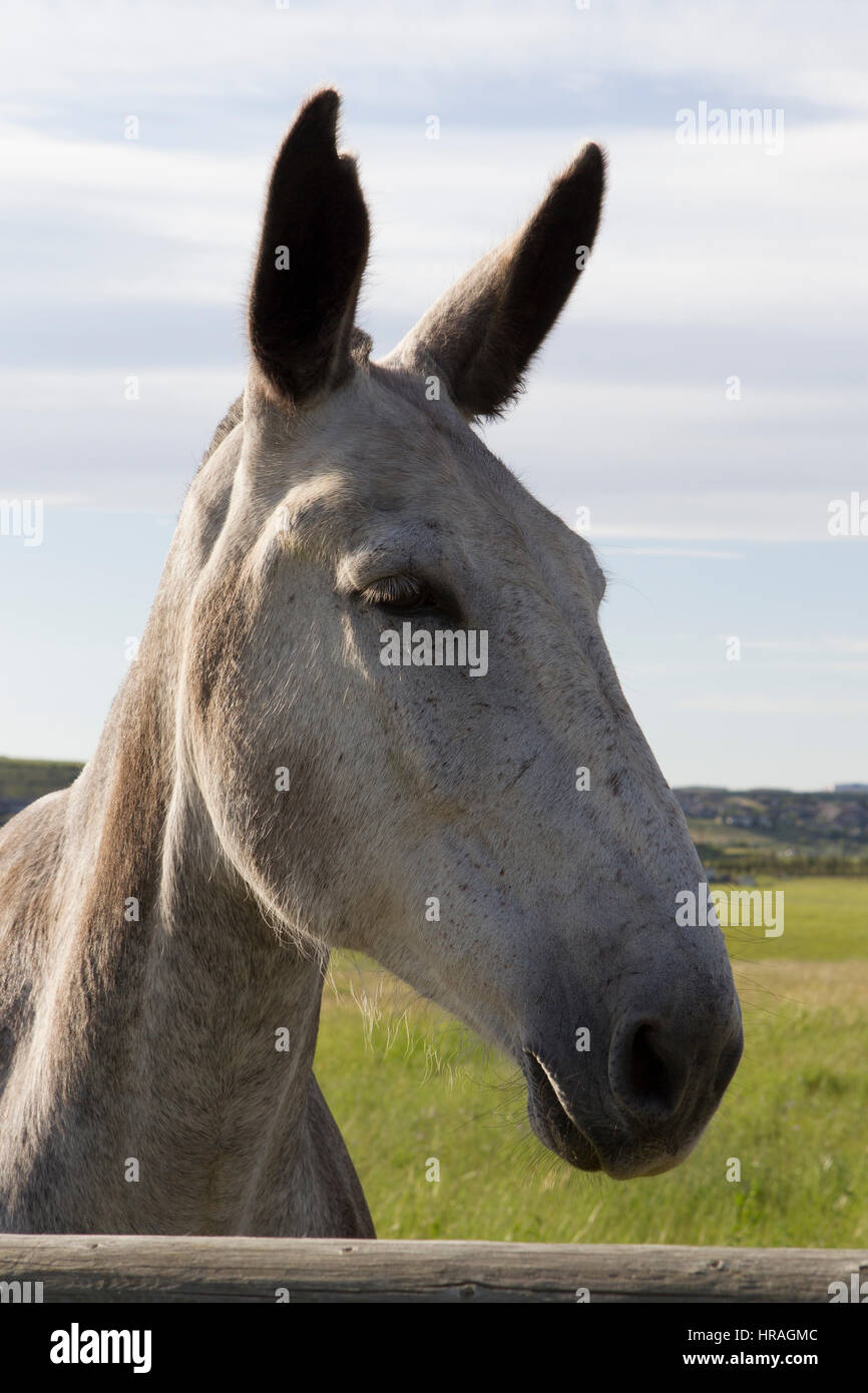 Mule ears hi-res stock photography and images - Alamy