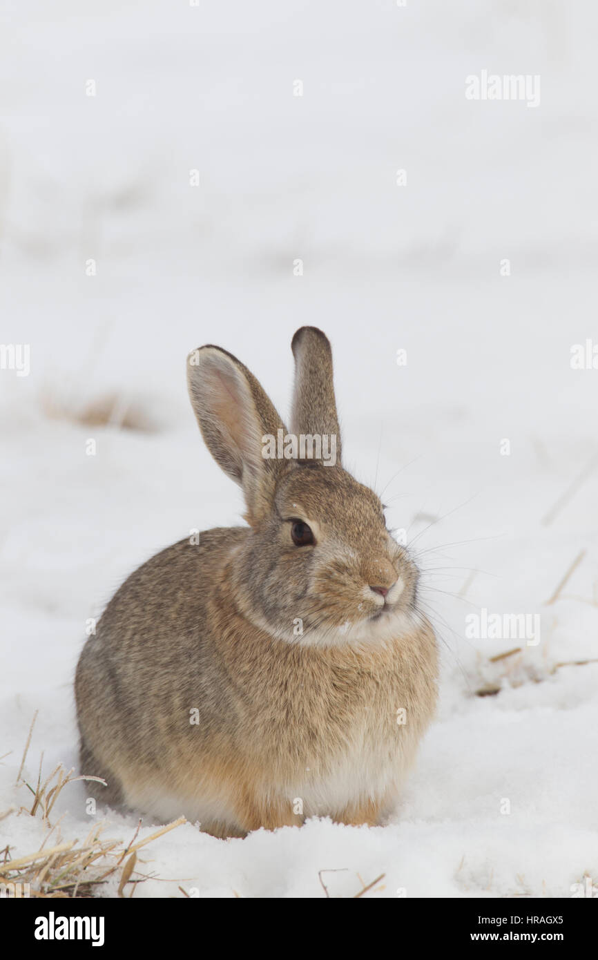 Mountain cottontail rabbit hi-res stock photography and images - Alamy