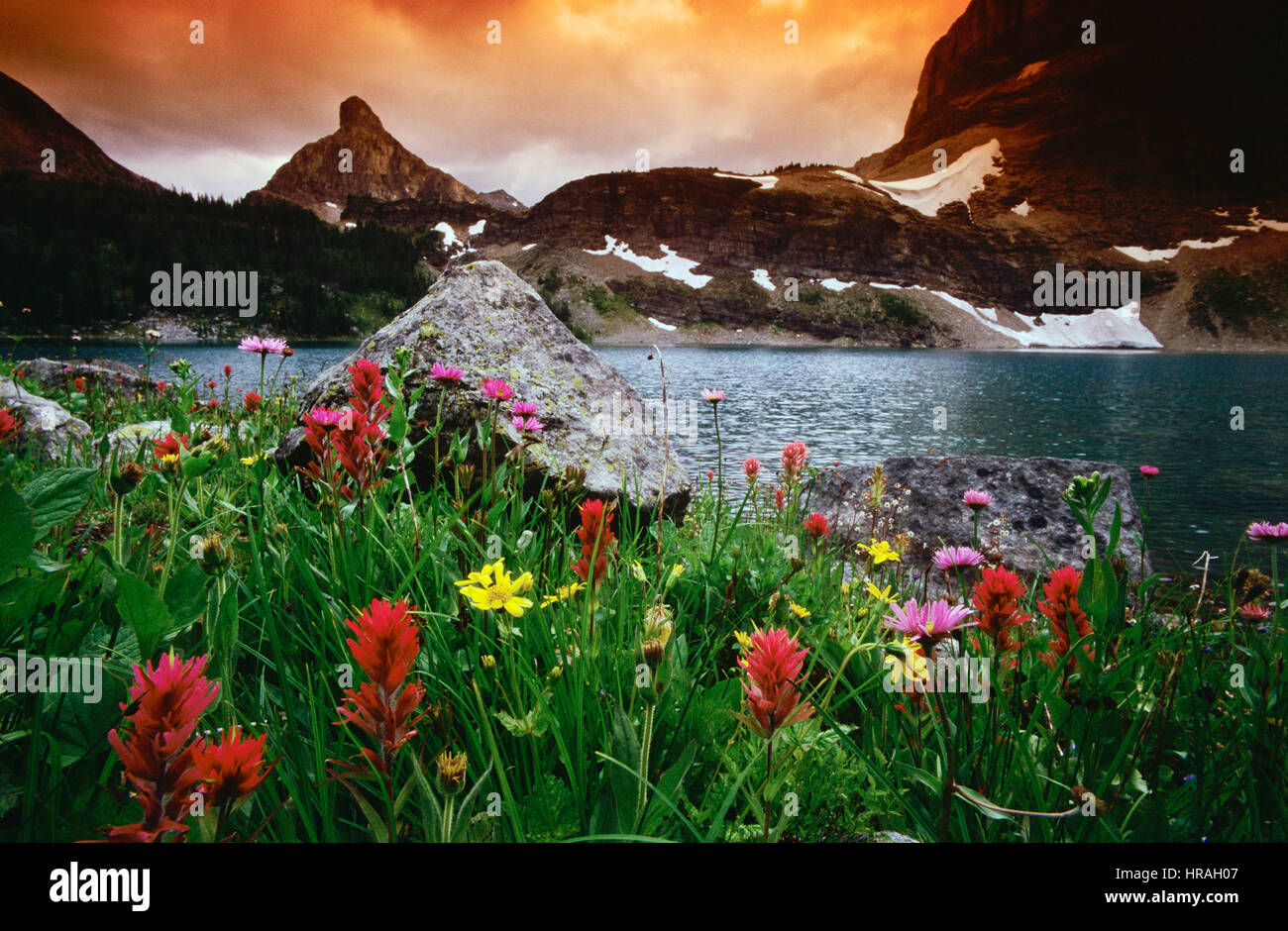Wildflowers at Egypt Lake, Banff National Park, Alberta, Canada Stock ...