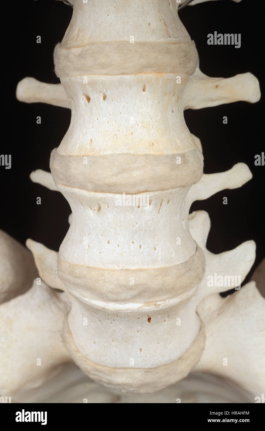 Human Skeleton Vertebrae of a Human Skeleton Stock Photo - Alamy