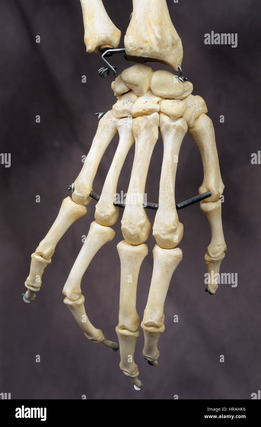 Hand Bones of a Human Skeleton Stock Photo - Alamy