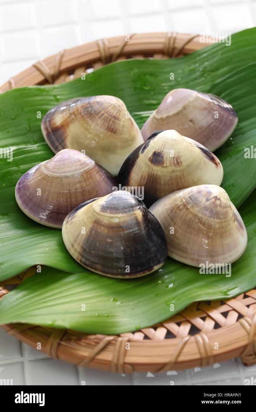 meretrix lamarckii, chousen hamaguri, japanese clams Stock Photo - Alamy