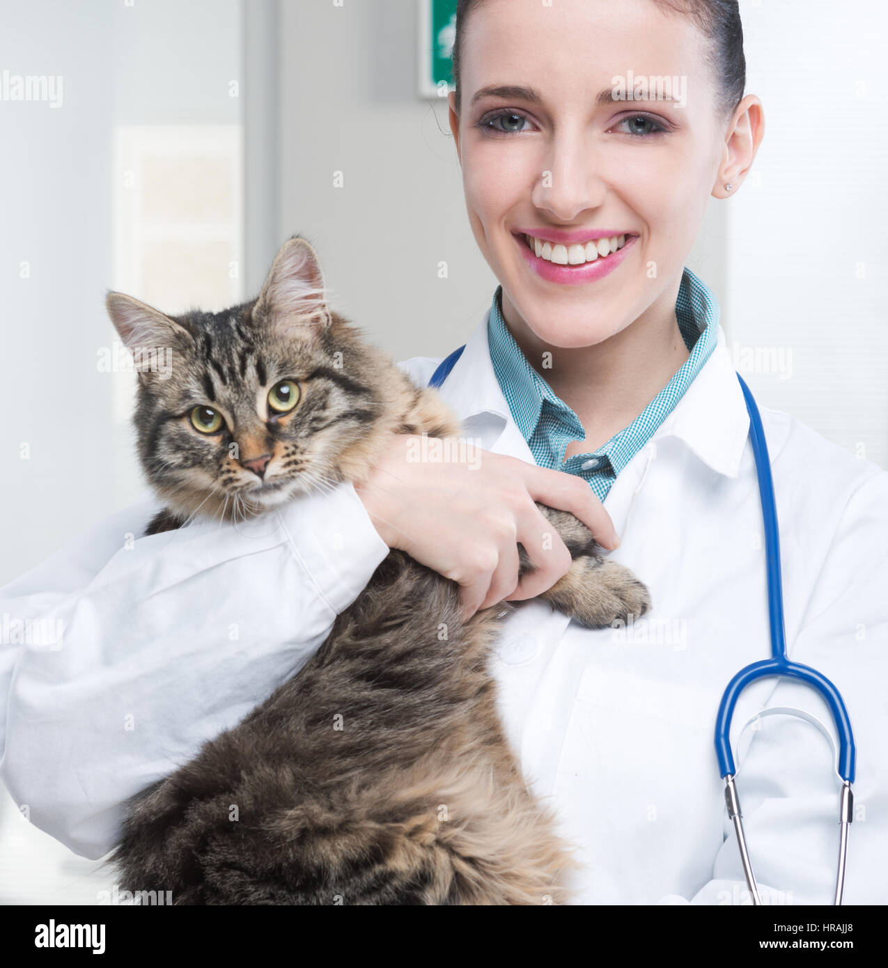 Veterinarian doctor holding of a cute beautiful cat Stock Photo - Alamy
