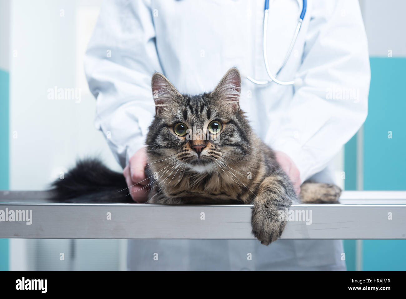 Veterinary caring of a cute cat, close up Stock Photo - Alamy