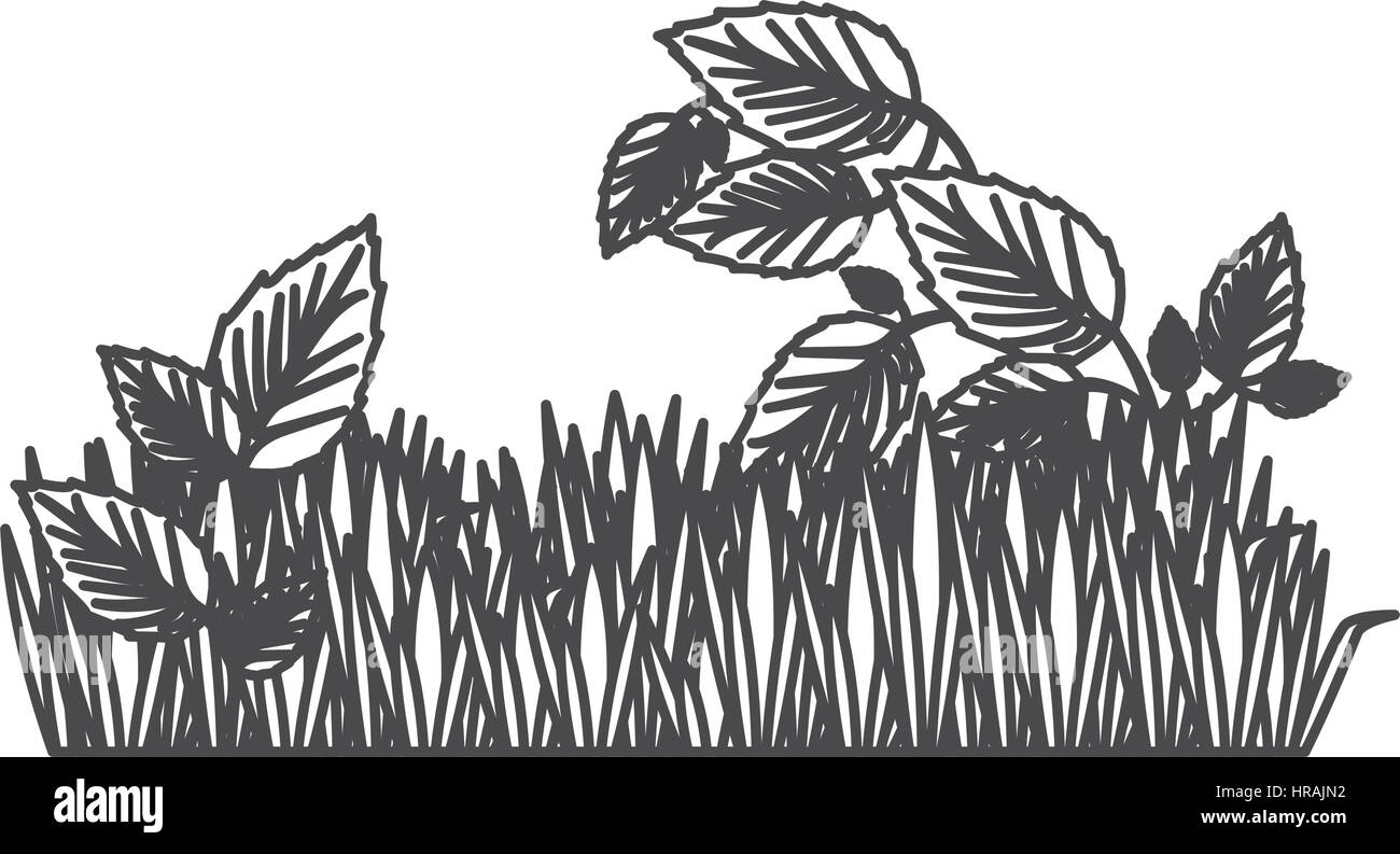 grayscale contour of field grass and plants Stock Vector Image & Art ...
